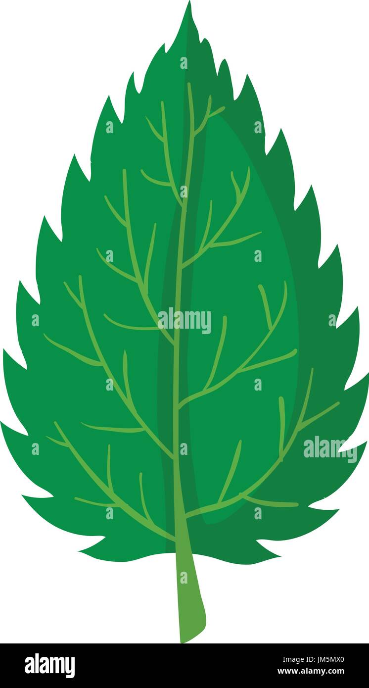 Nettle leaf icon, cartoon style Stock Vector Image & Art - Alamy
