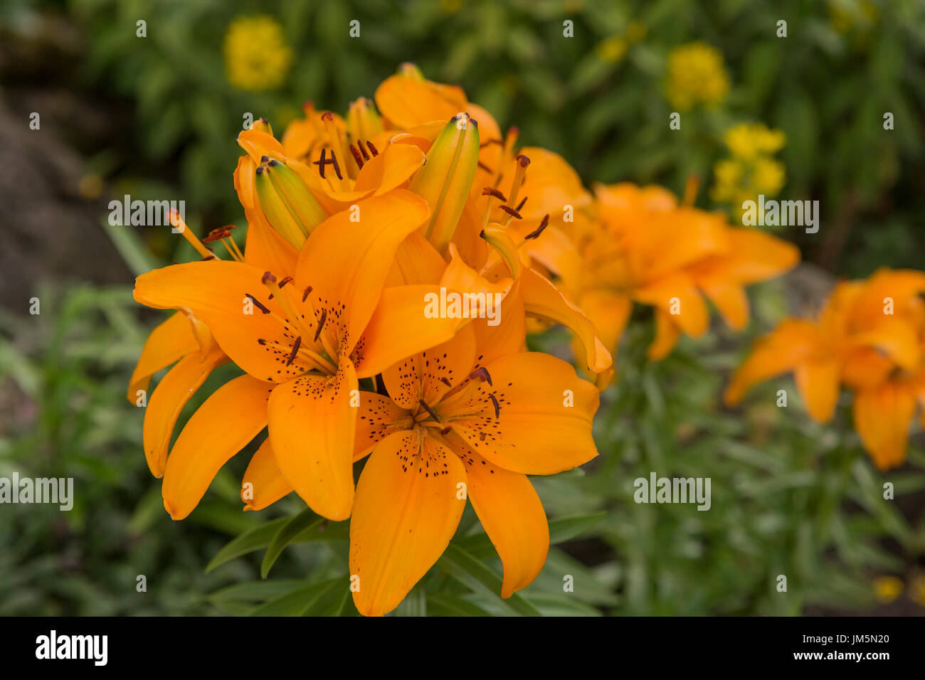 Orange lilies hi-res stock photography and images - Alamy