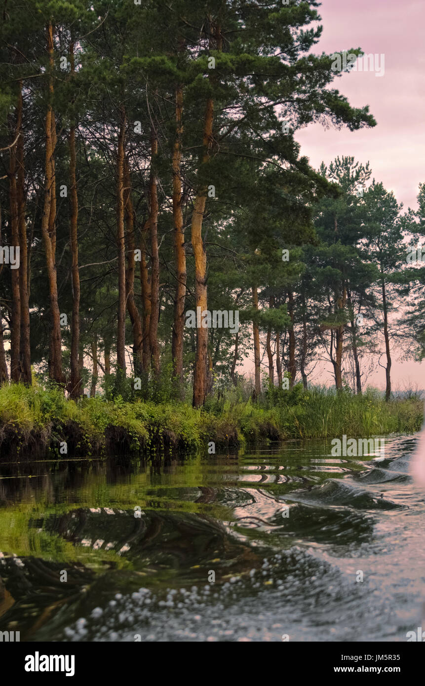 Pines grow hi-res stock photography and images - Alamy