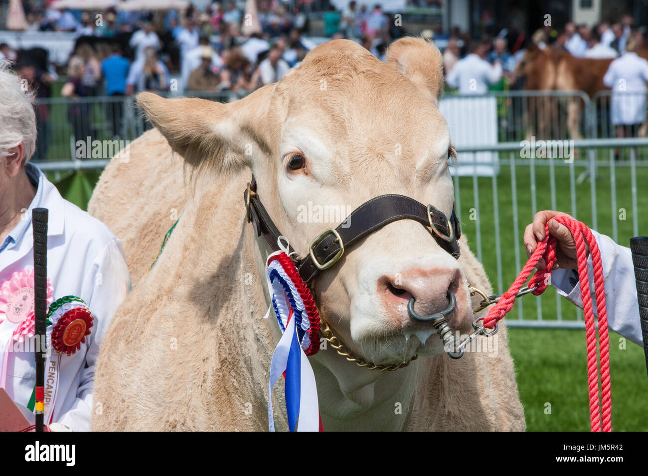 Bull agriculture builth wells hi-res stock photography and images - Alamy