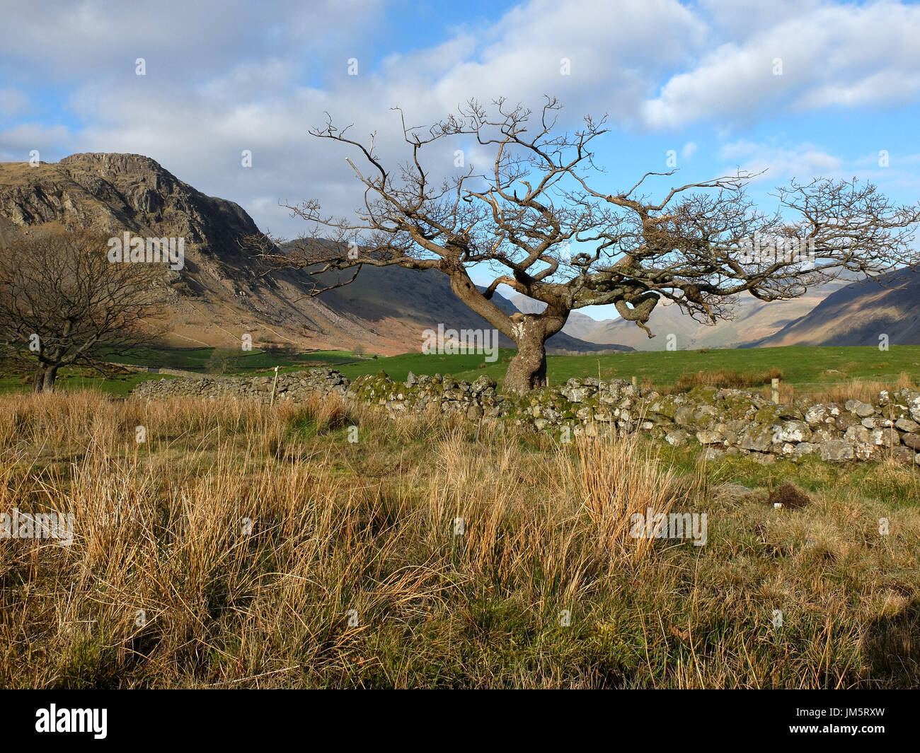 Stunted tree hi-res stock photography and images - Alamy