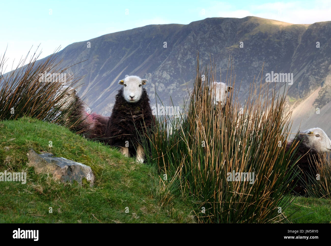 Sheep in the lake district hi-res stock photography and images - Alamy
