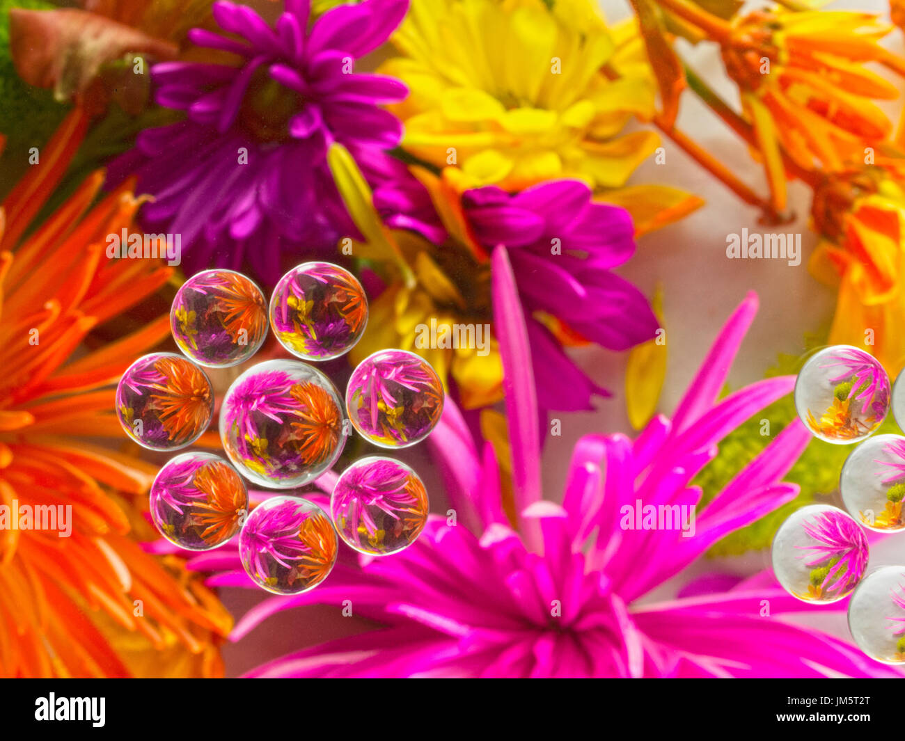 FLOWERS REFRACTION 10 Stock Photo - Alamy