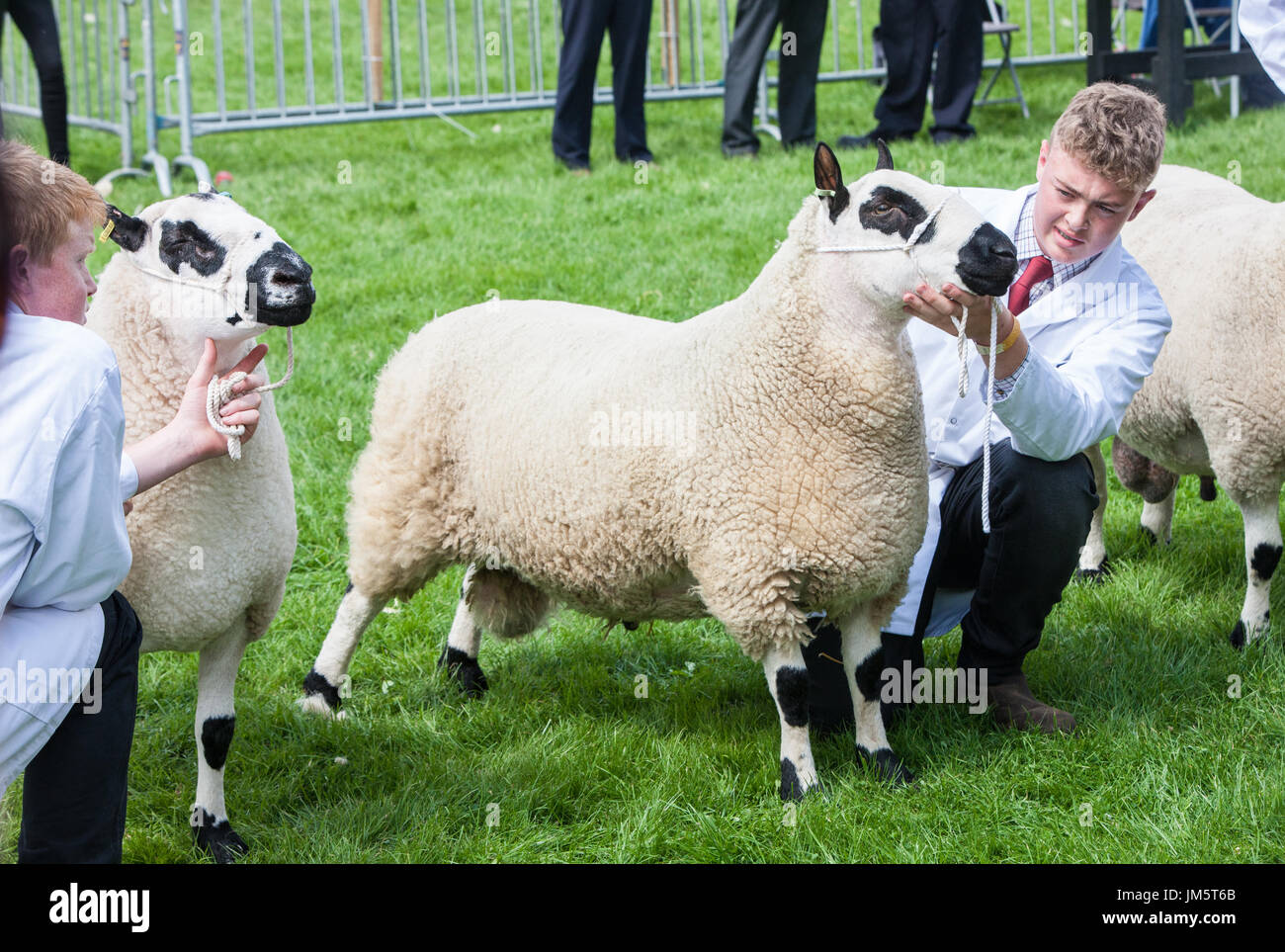 Sheep royal welsh show builth hi-res stock photography and images - Alamy