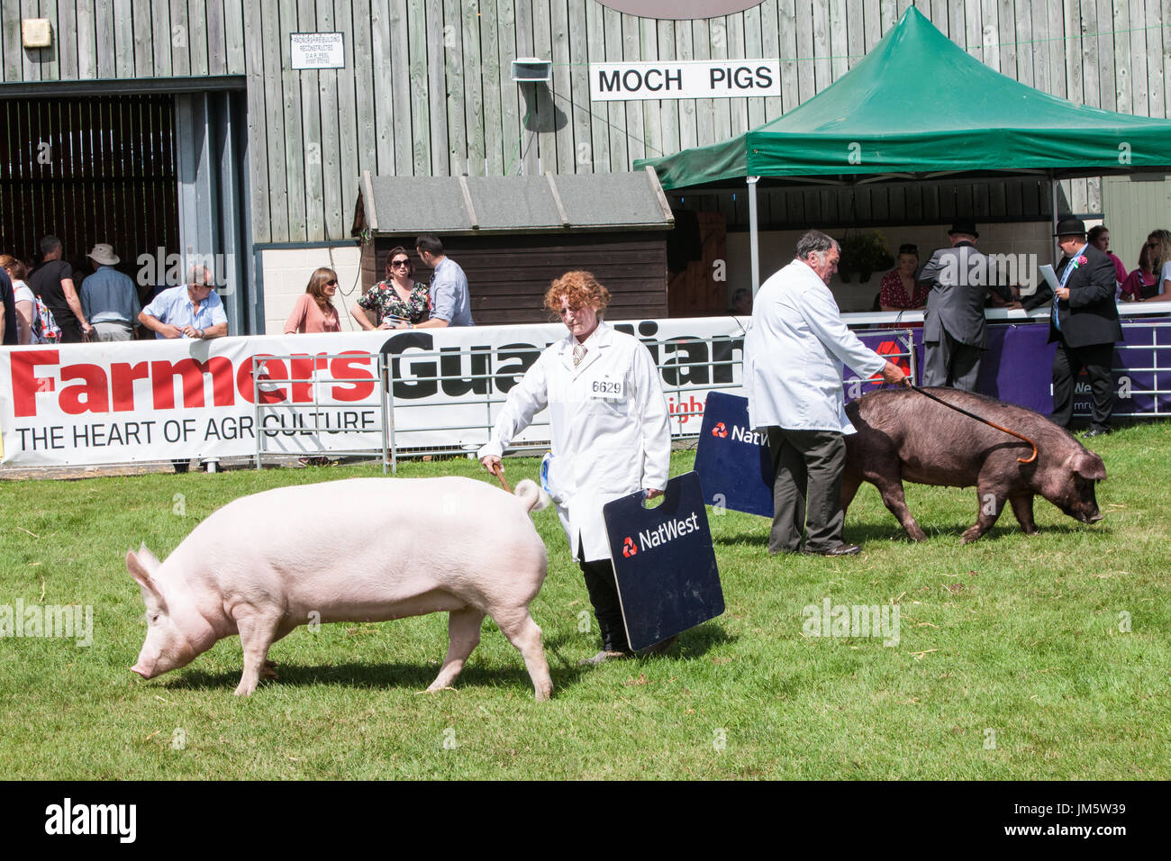 Prize winning pig hi-res stock photography and images - Alamy