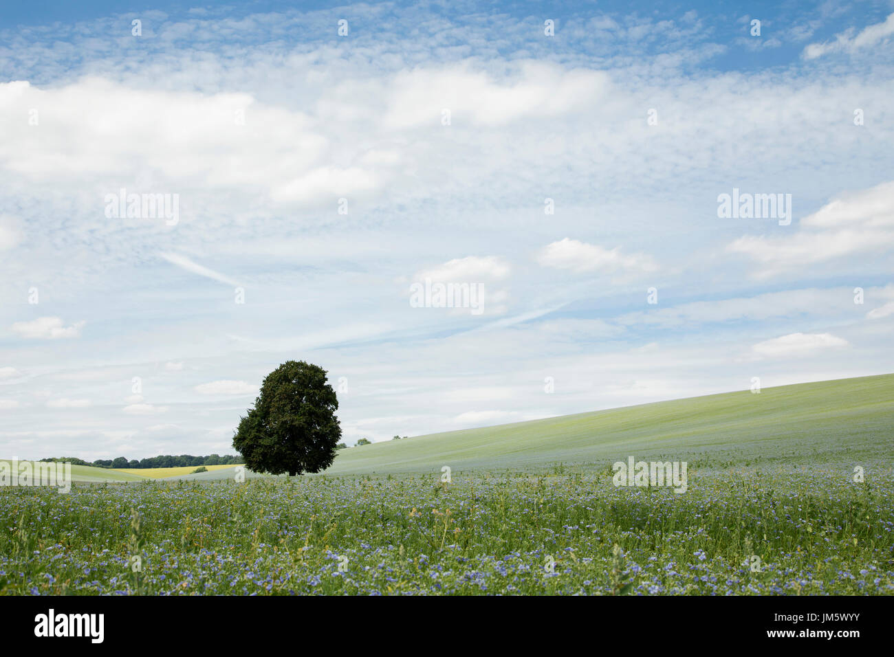 Agricultural landscape with a field of linseed in summer with blue ...