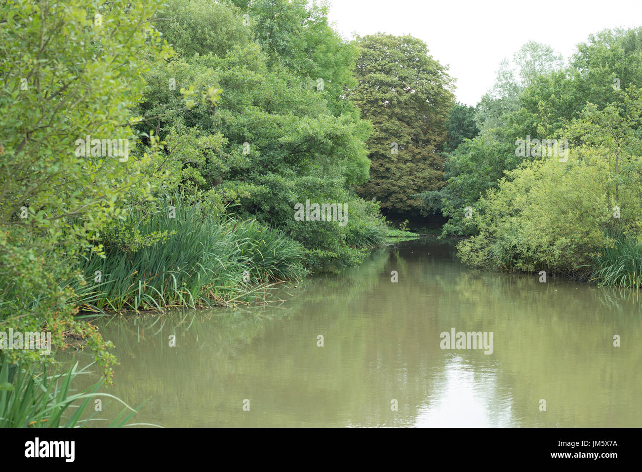 Small lake surrounded by trees in Stanmore, UK Stock Photo - Alamy