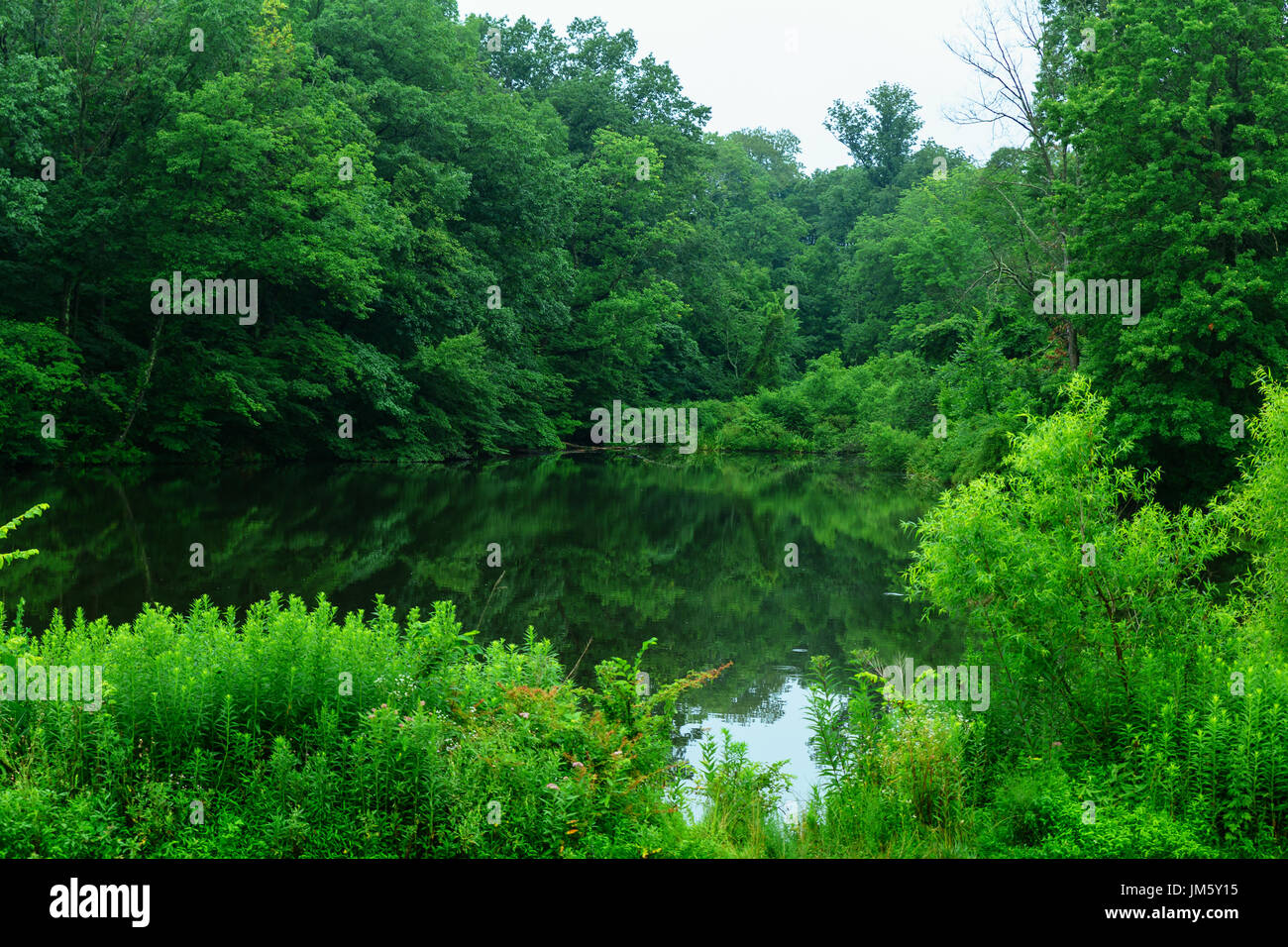 pang ung , reflection of pine tree in a lake , LAKES in the park Stock ...