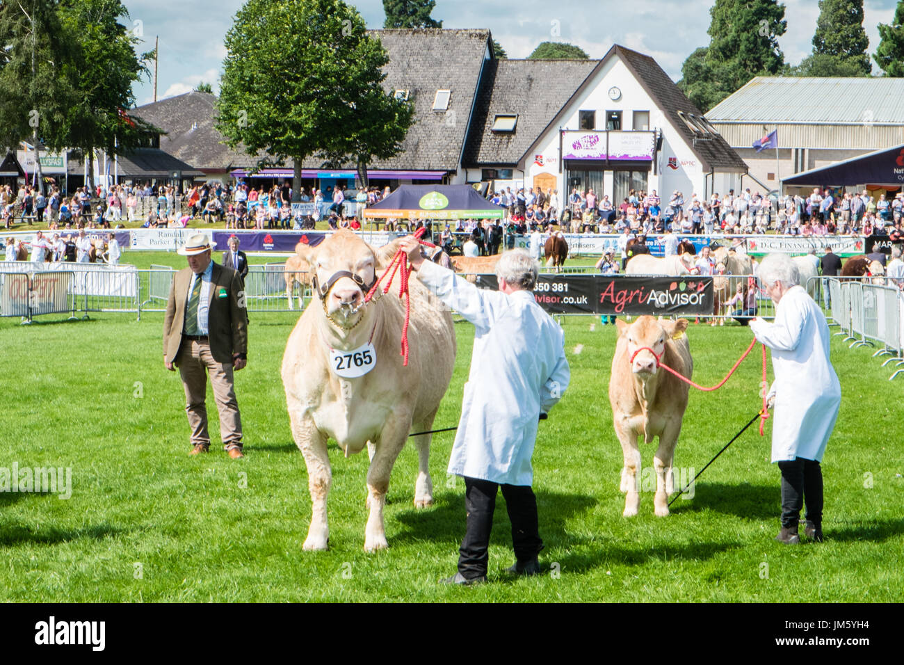 Bull agriculture builth wells hi-res stock photography and images - Alamy