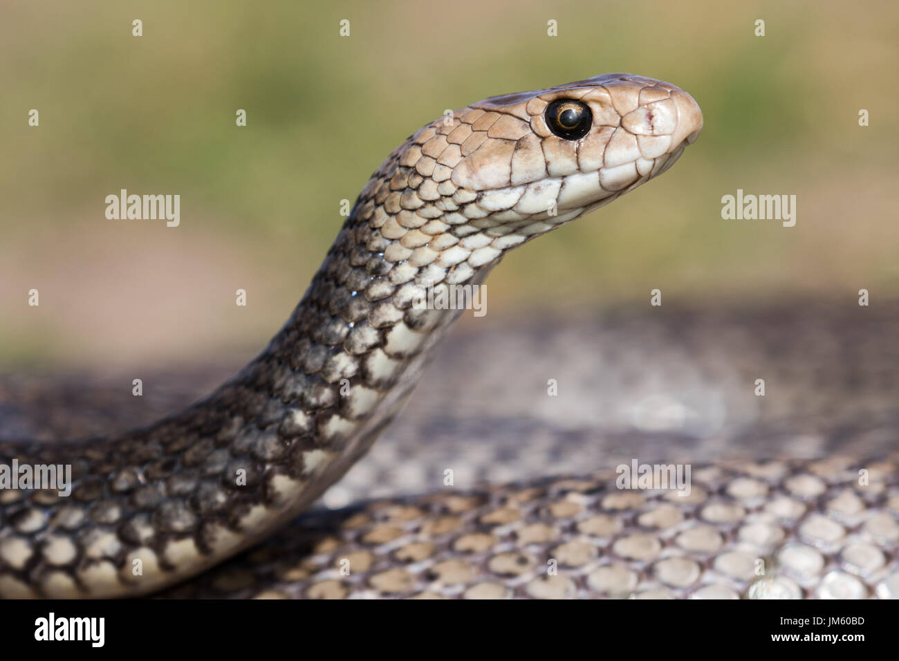 Eastern Brown Snake Stock Photo - Alamy