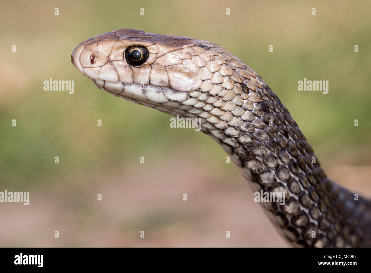 Eastern Brown Snake Stock Photo - Alamy