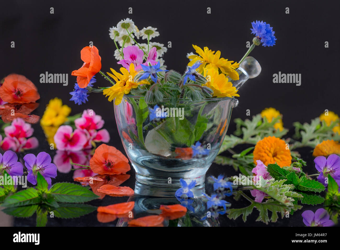 Natural herb and flower selection used in herbal medicine on black ...