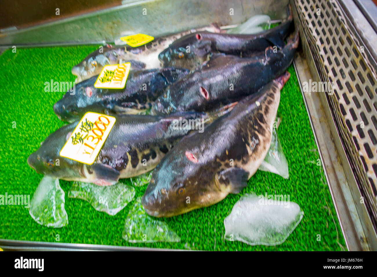 OSAKA, JAPAN - JULY 18, 2017: Japanese fugu fish or pufferfish in a ...