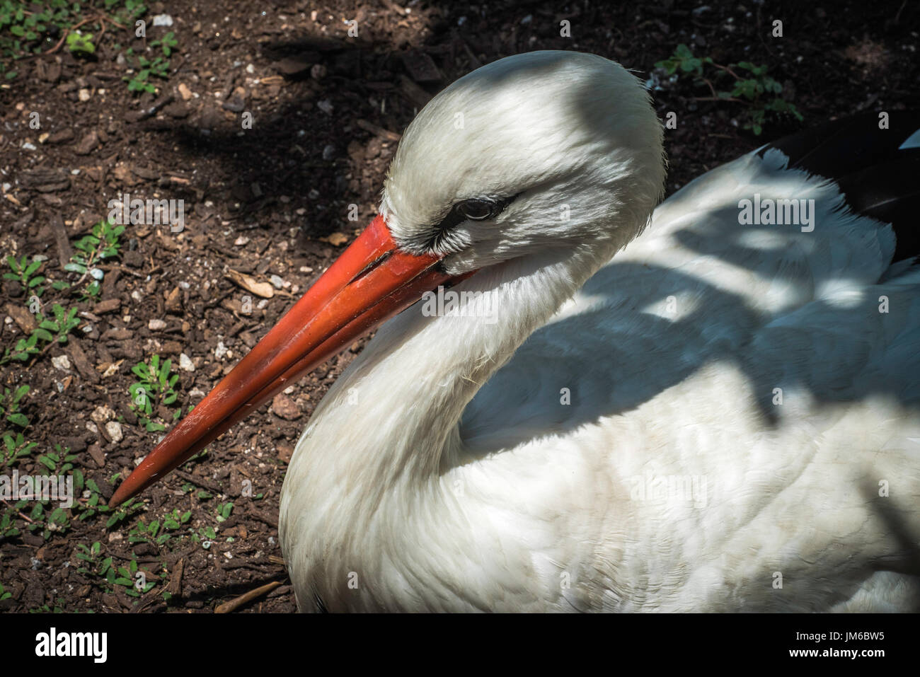Aquatic birds in zoo Stock Photo - Alamy