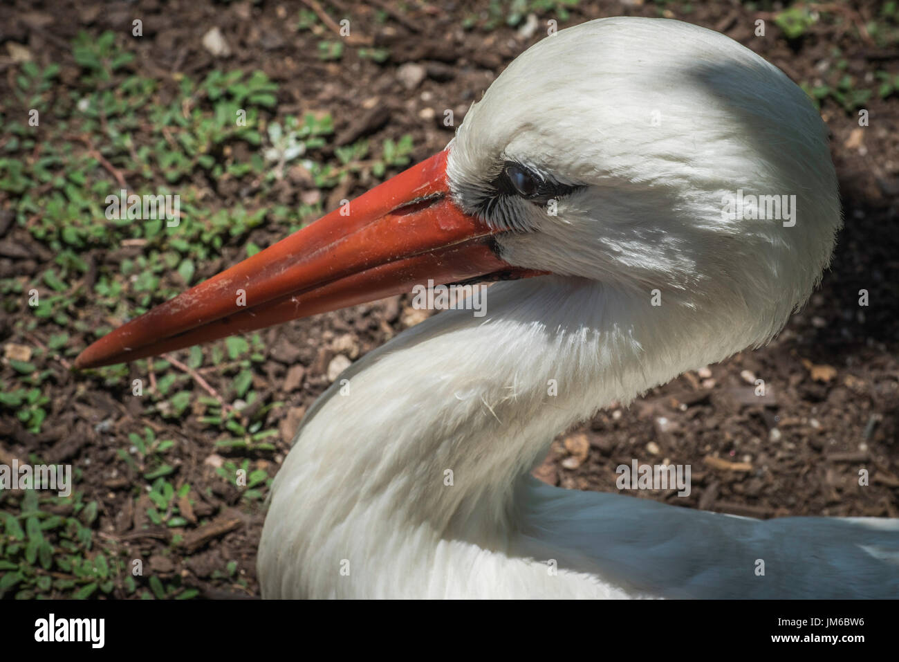 Aquatic birds in zoo Stock Photo - Alamy