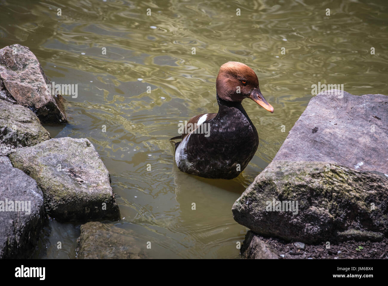 Aquatic birds in zoo Stock Photo - Alamy