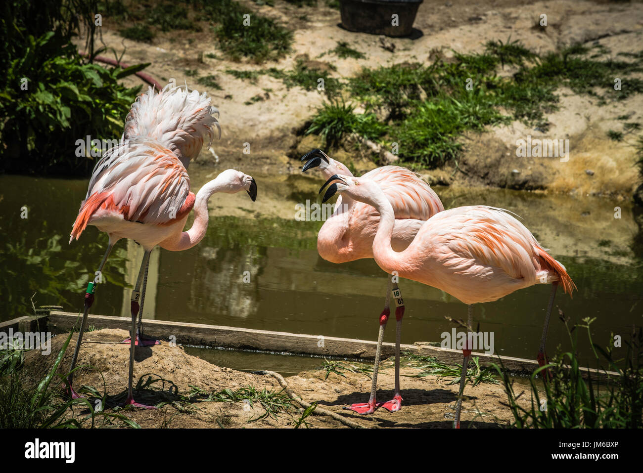 Aquatic birds in zoo Stock Photo - Alamy