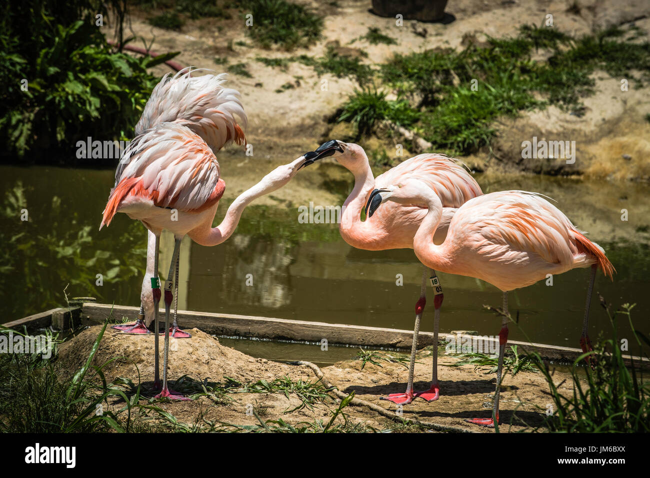 Aquatic birds in zoo Stock Photo - Alamy