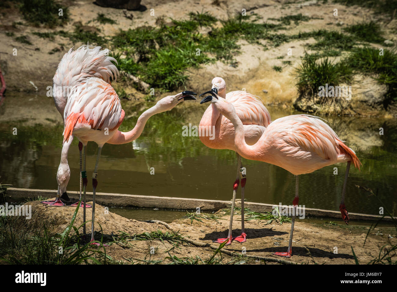 Aquatic birds in zoo Stock Photo - Alamy