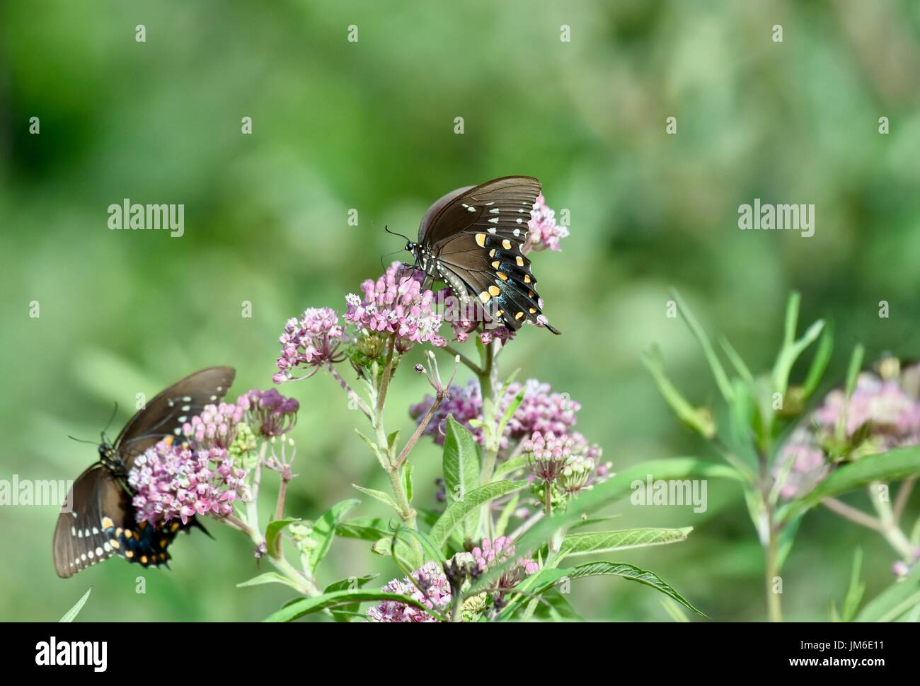 Black swallowtail butterfly (Papilionidae Stock Photo - Alamy