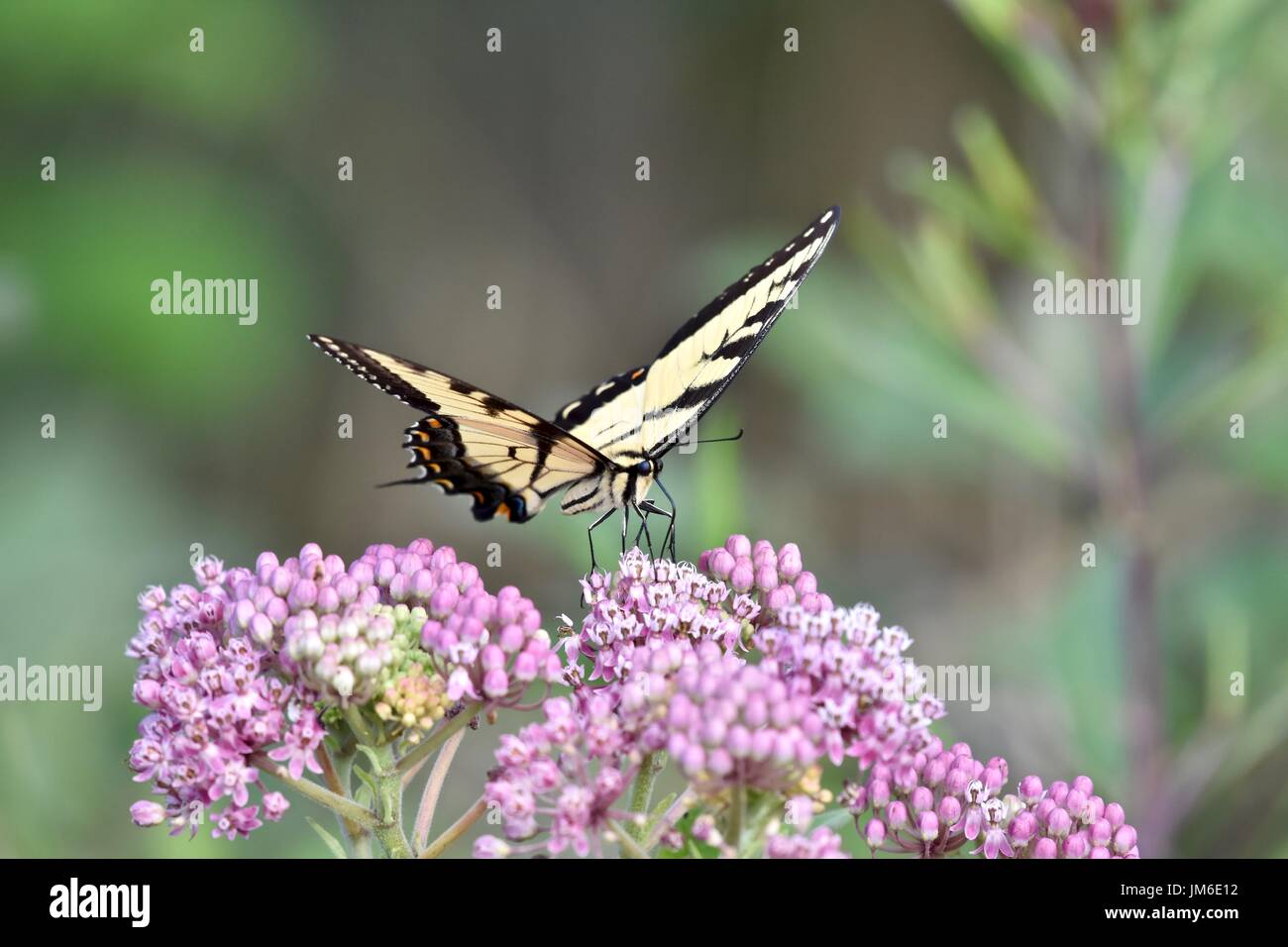 Yellow swallowtail butterfly (Papilionidae Stock Photo - Alamy
