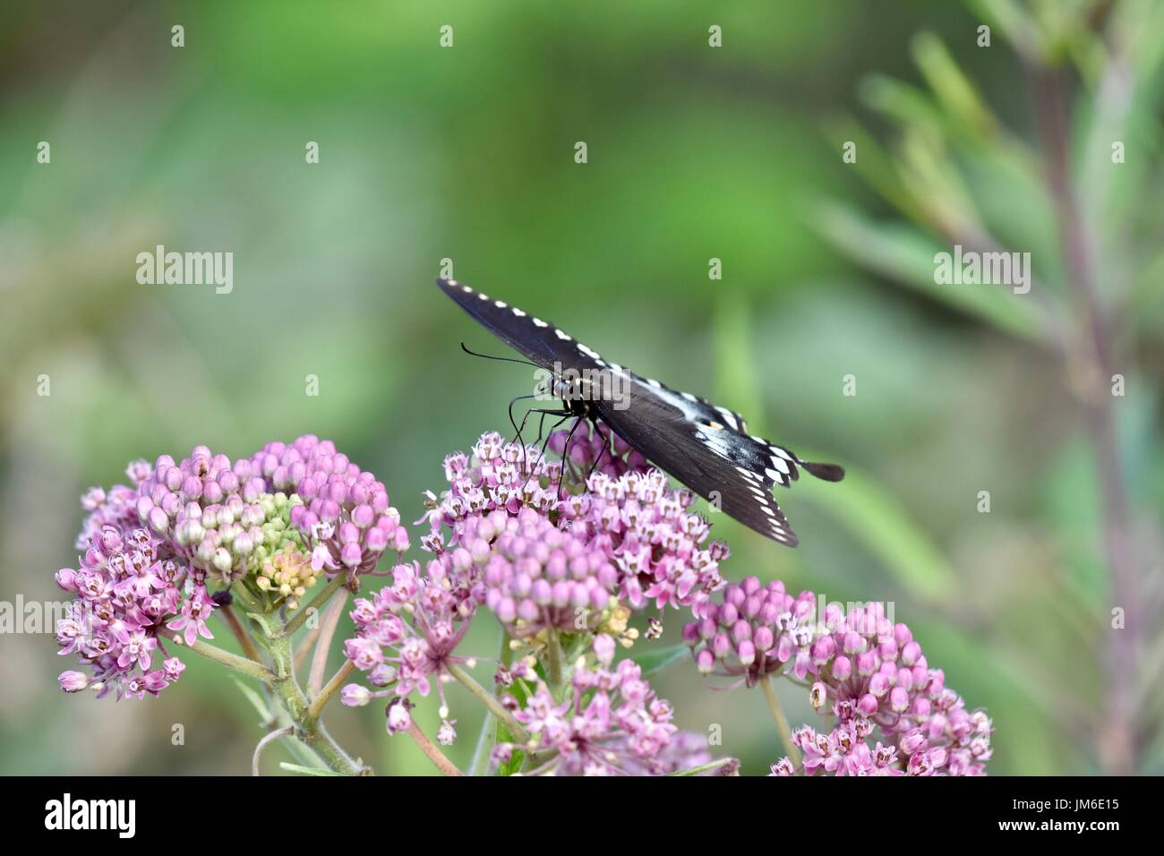 Black swallowtail butterfly (Papilionidae Stock Photo - Alamy