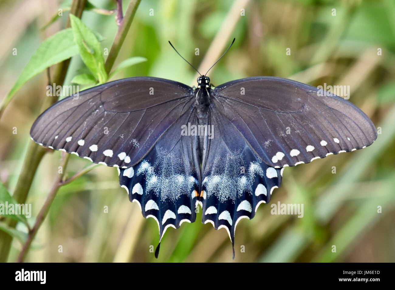 Black swallowtail butterfly (Papilionidae Stock Photo - Alamy