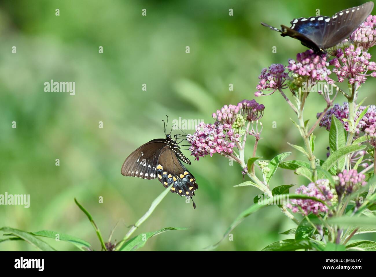 Black swallowtail butterfly (Papilionidae Stock Photo - Alamy