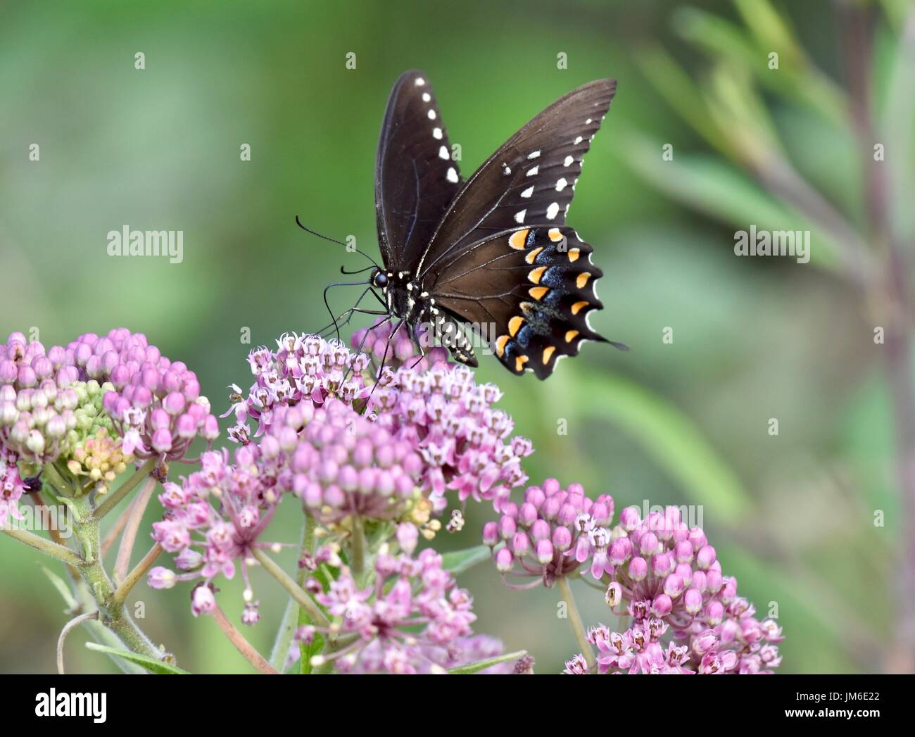 Black swallowtail butterfly (Papilionidae Stock Photo - Alamy