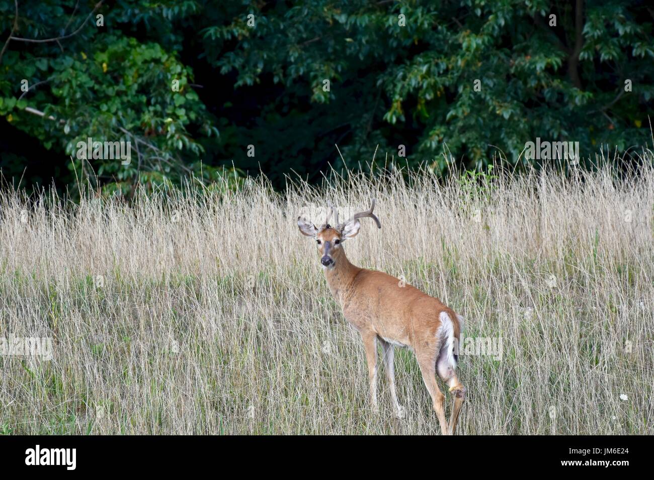Deformed antlers hi-res stock photography and images - Alamy