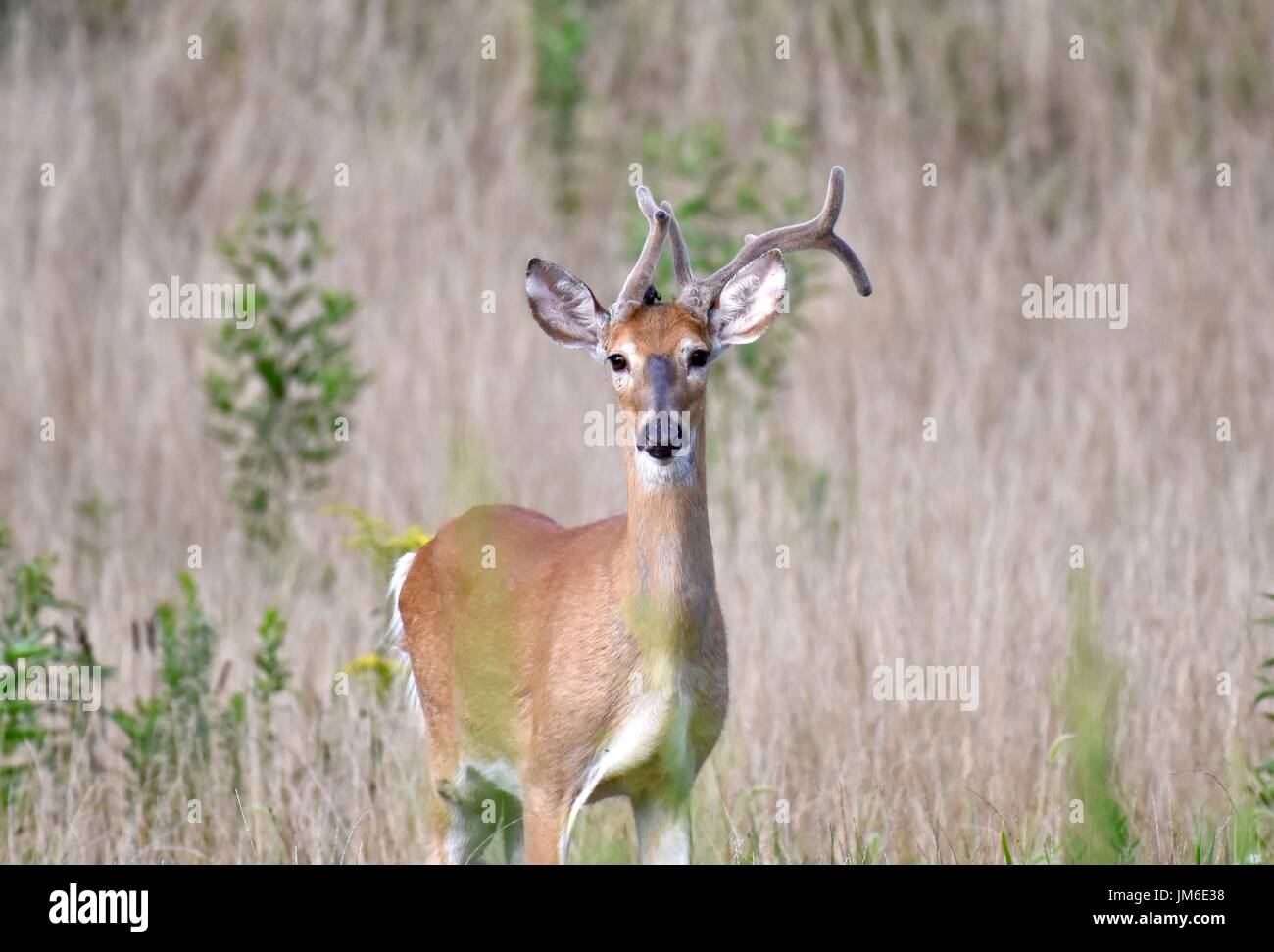 White-tailed buck deer (Odocoileus virginianus) with non-typical ...