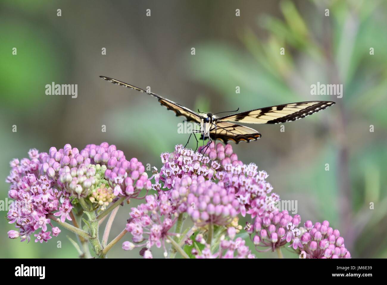 Yellow swallowtail butterfly (Papilionidae Stock Photo - Alamy