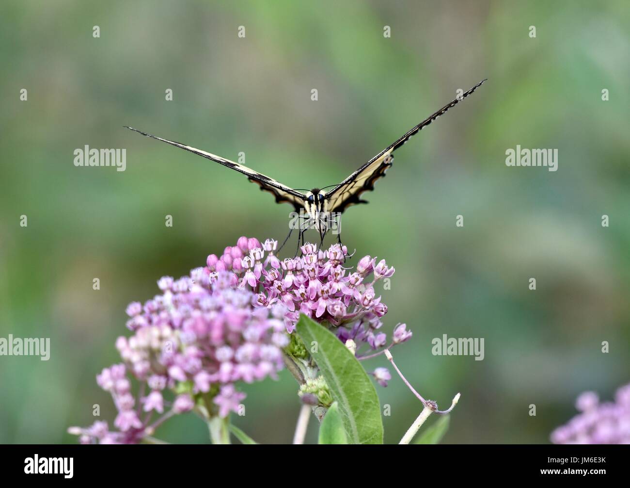 Swallowtail butterfly (Papilionidae Stock Photo - Alamy