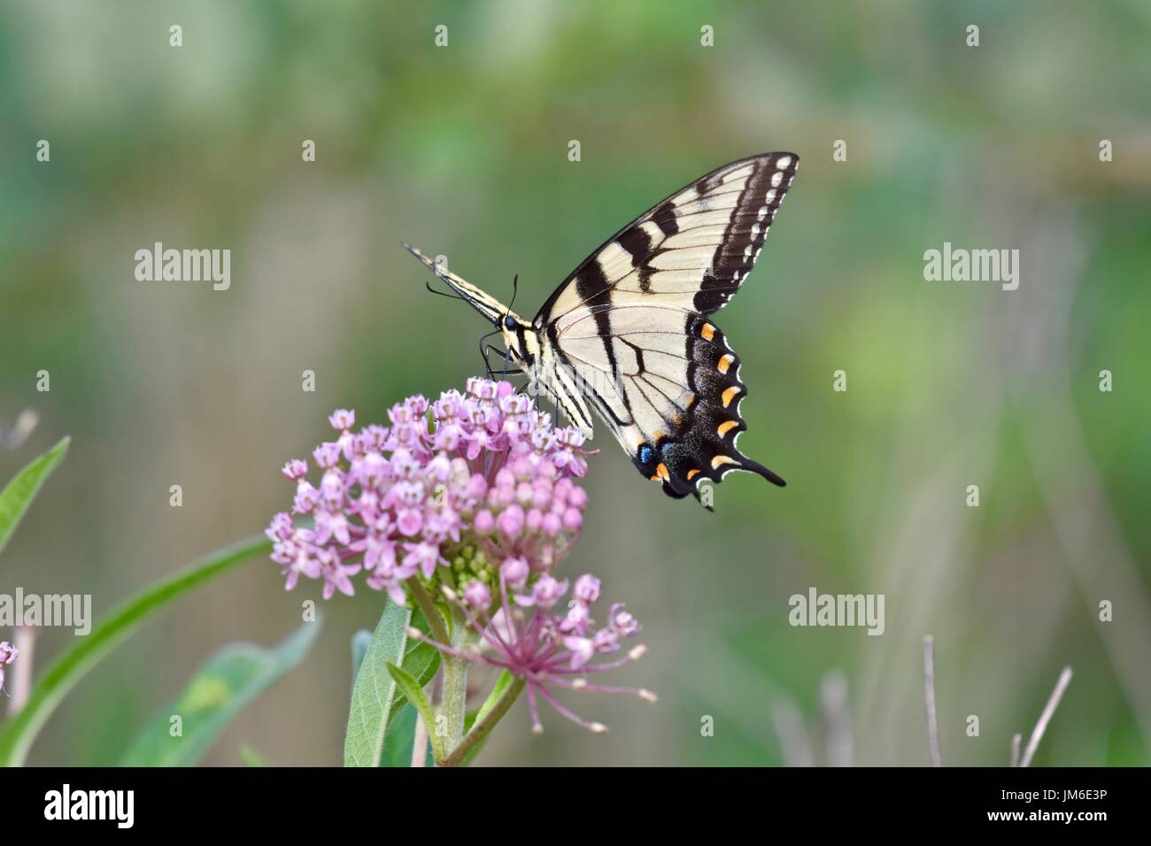 Yellow swallowtail butterfly (Papilionidae Stock Photo - Alamy