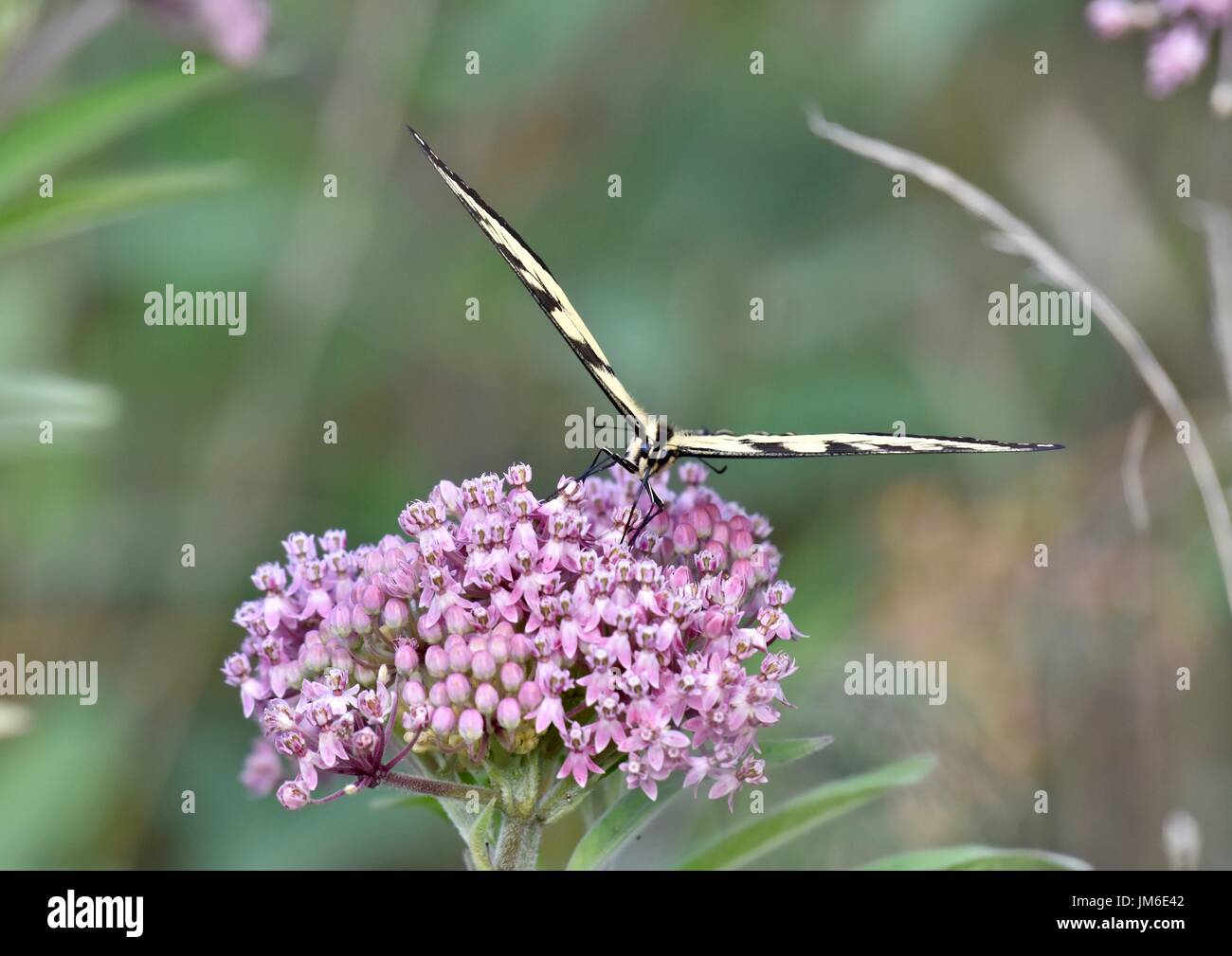 Yellow swallowtail butterfly (Papilionidae Stock Photo - Alamy