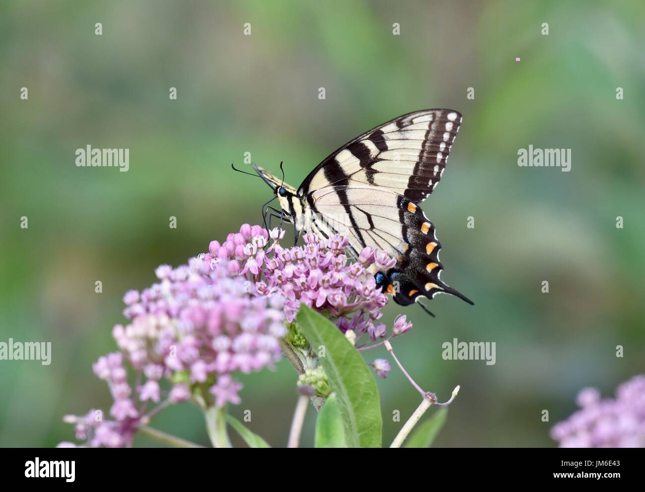Yellow swallowtail butterfly (Papilionidae Stock Photo - Alamy