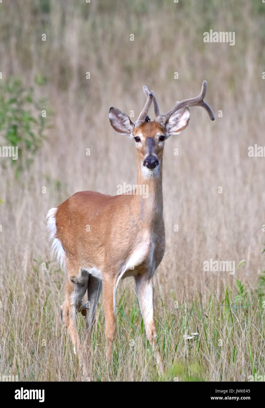 Non typical deer hi-res stock photography and images - Alamy