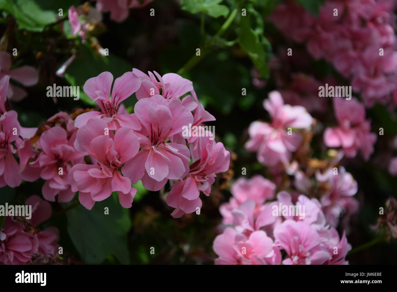 Flowers of the pink Garden Geranium, Zonal Geranium or Malva ...