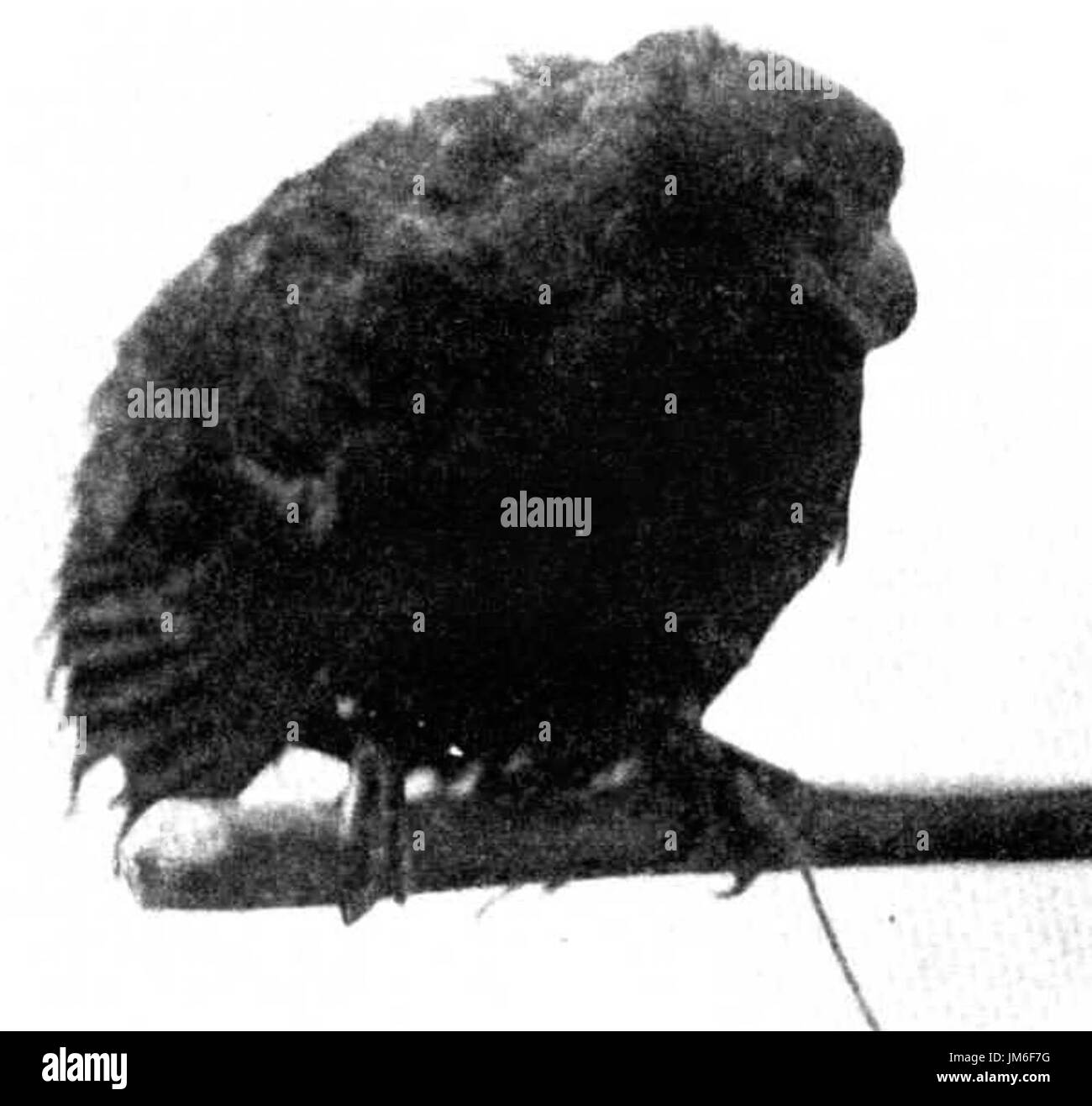 Photograph of live Tooth-billed Pigeon by Dr. Augustin Kramer in 1901 ...