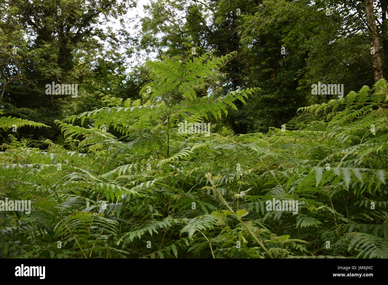 Ferns in the woods of Ireland Stock Photo - Alamy
