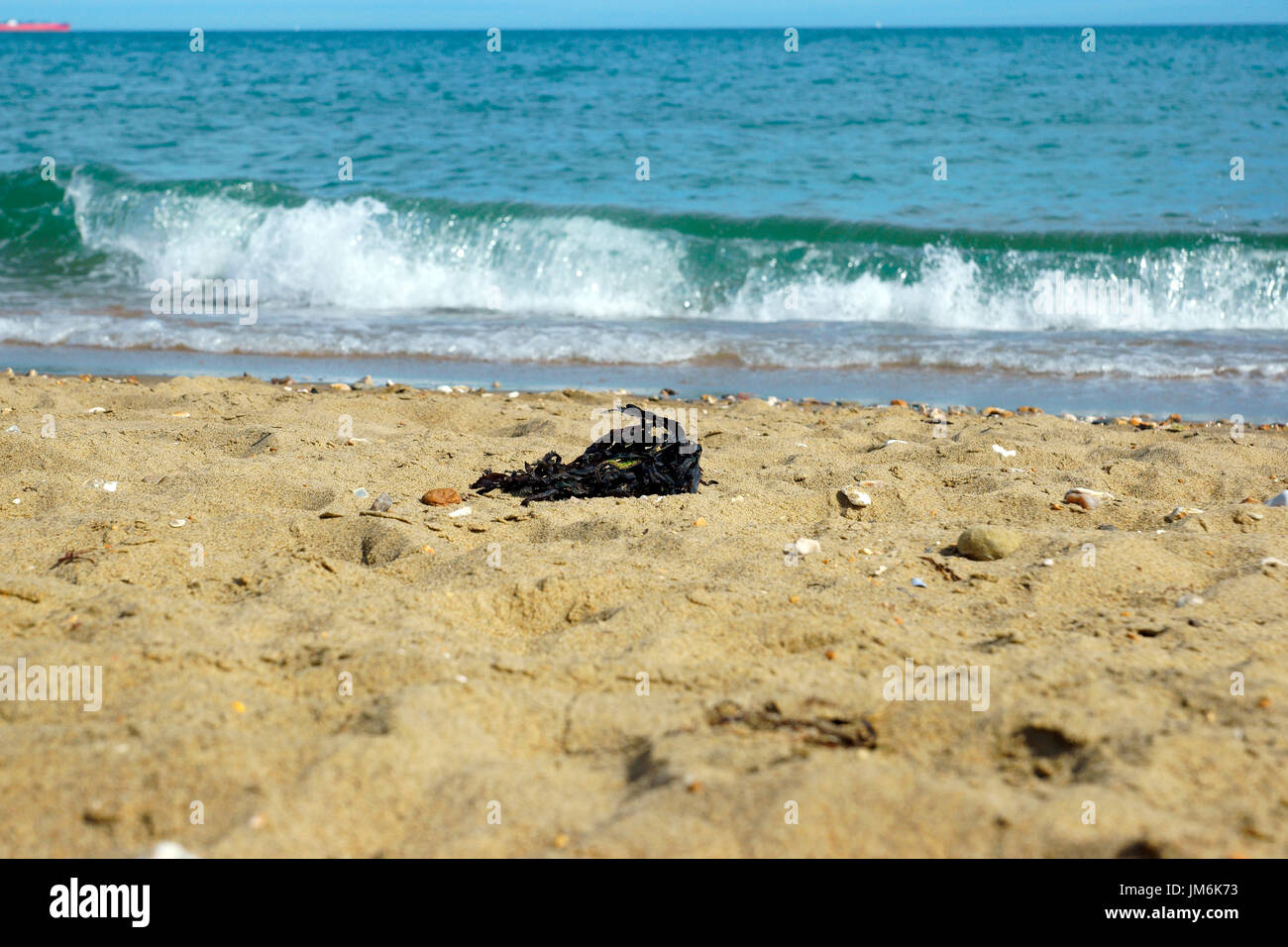 SEAWEED ON THE BEACH Stock Photo - Alamy