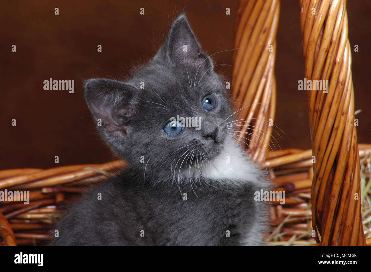 Adorable feline cuddles hi-res stock photography and images - Alamy
