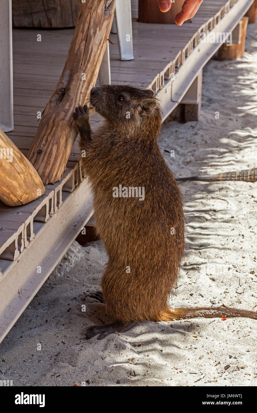 The island of CAYO IGUANA also has a large population of the endangered ...
