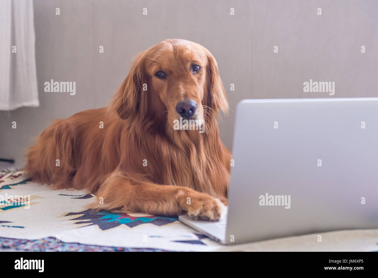 Golden computers hi-res stock photography and images - Alamy