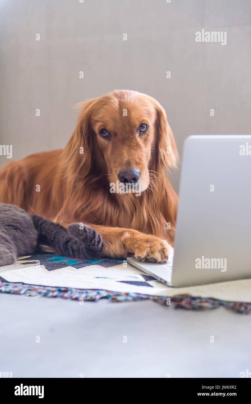 Golden Retriever in the use of computers Stock Photo - Alamy