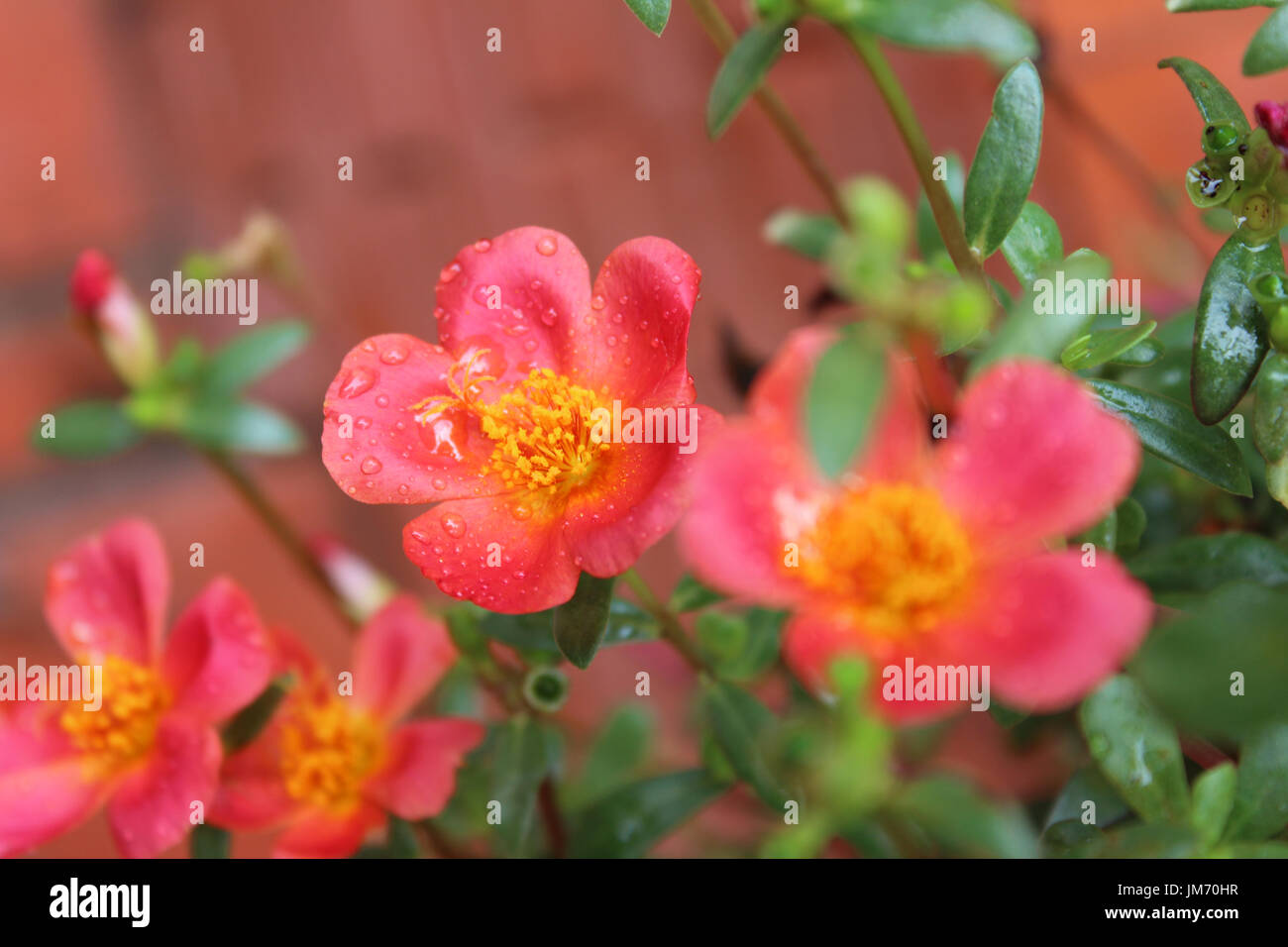 Pollination rain hi-res stock photography and images - Alamy
