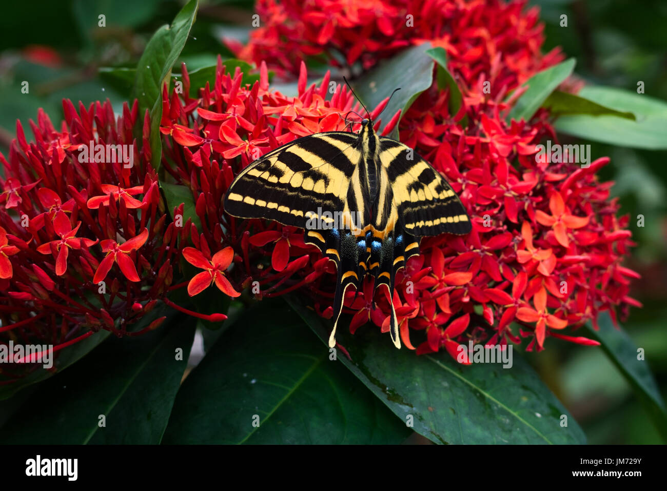 Pacific Science Center Butterfly Stock Photo - Alamy