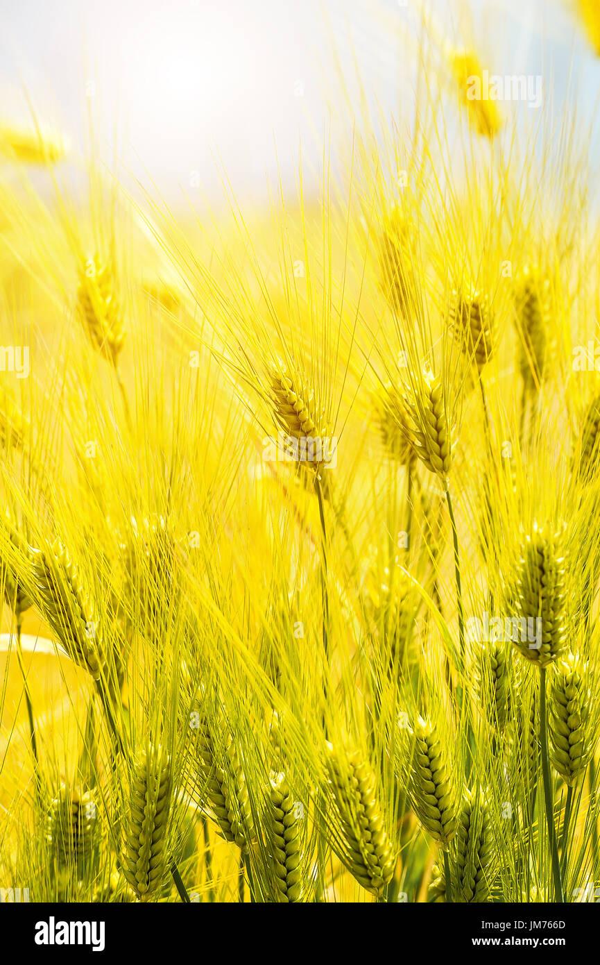 Barley field malt hi-res stock photography and images - Alamy