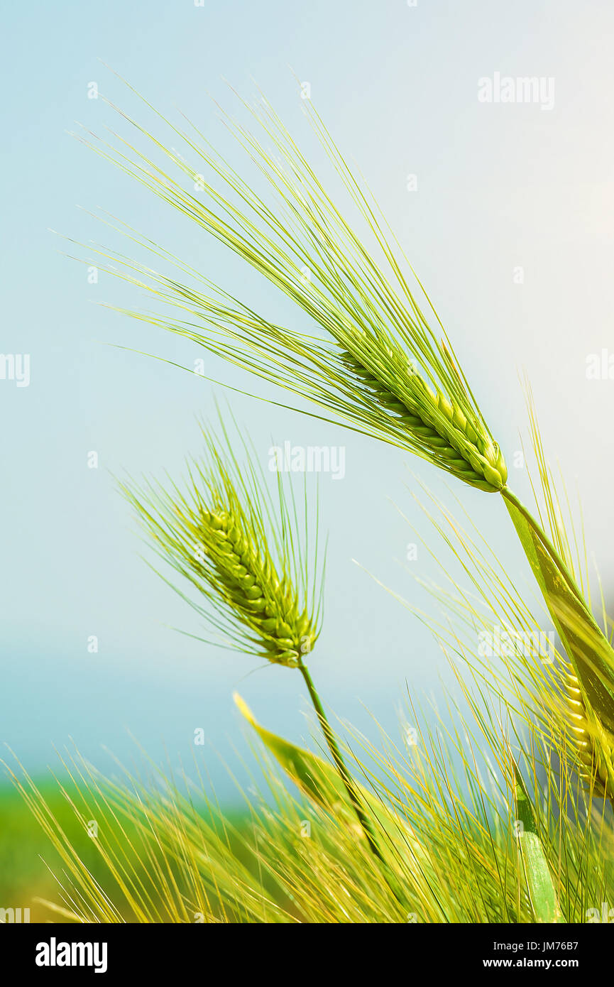 Barley plantation hi-res stock photography and images - Alamy