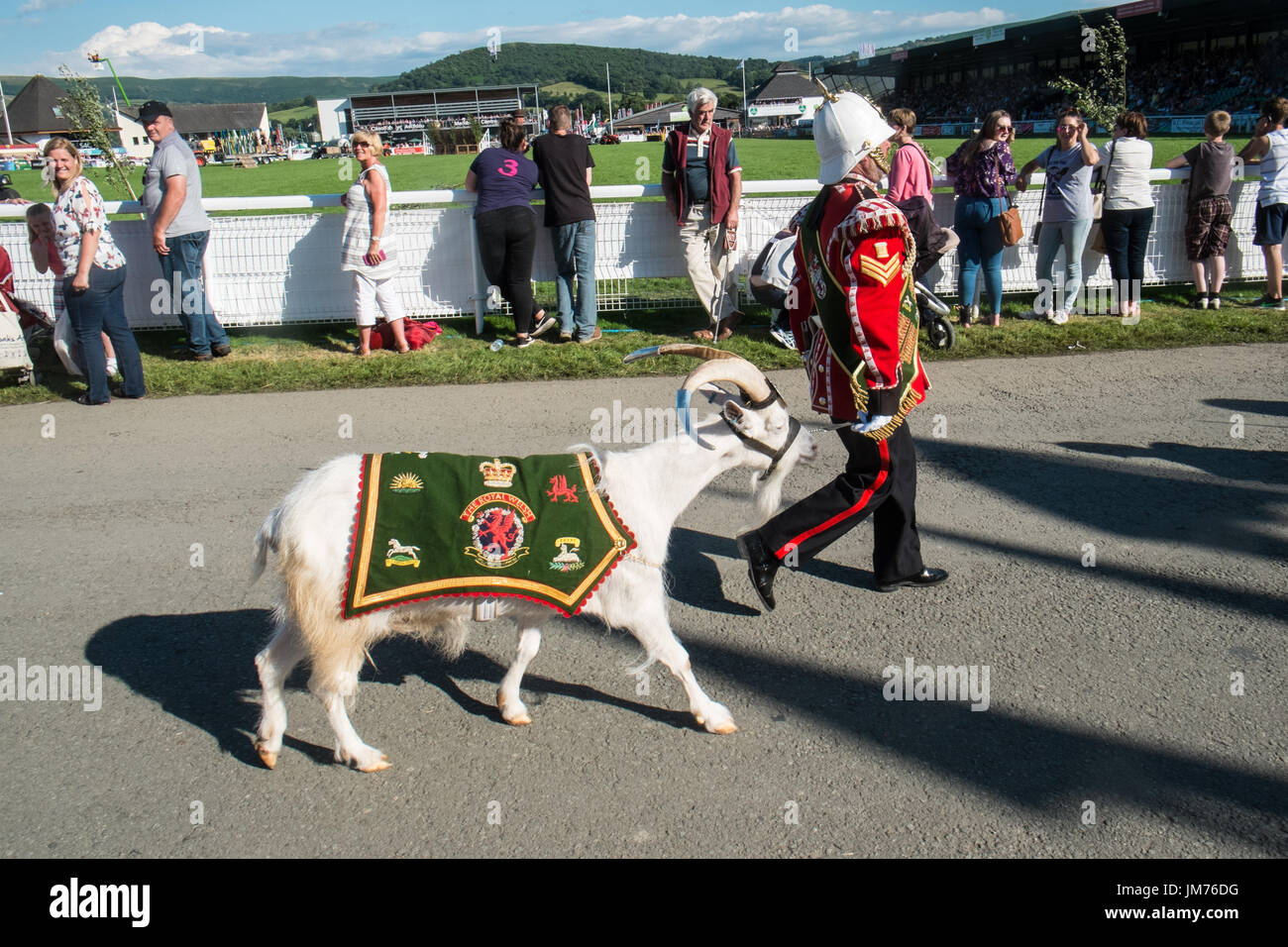 Regimental goat hi-res stock photography and images - Alamy